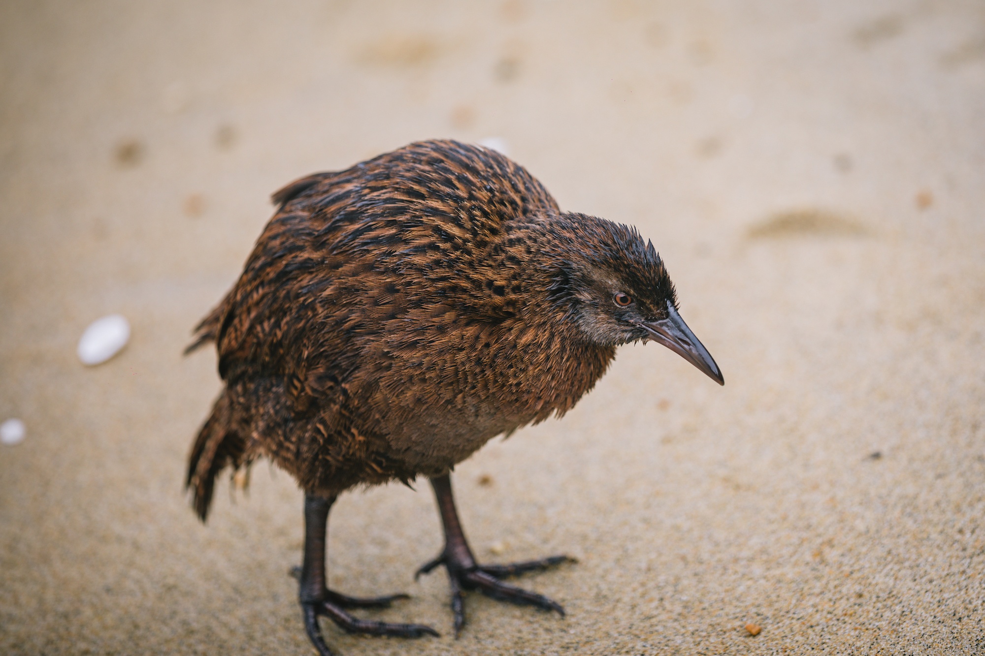 In defense of the bold and fearless weka: New Zealand’s most unruly ...